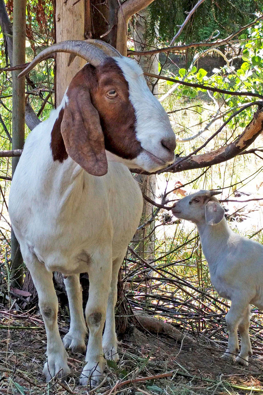 City farming and food access focus of new summit at Highline College ...