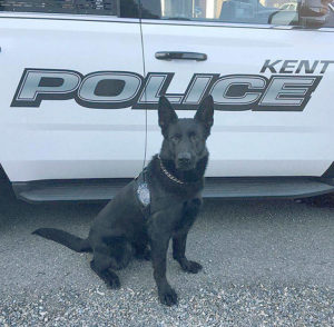 Kent Police add new dog | Kent Reporter