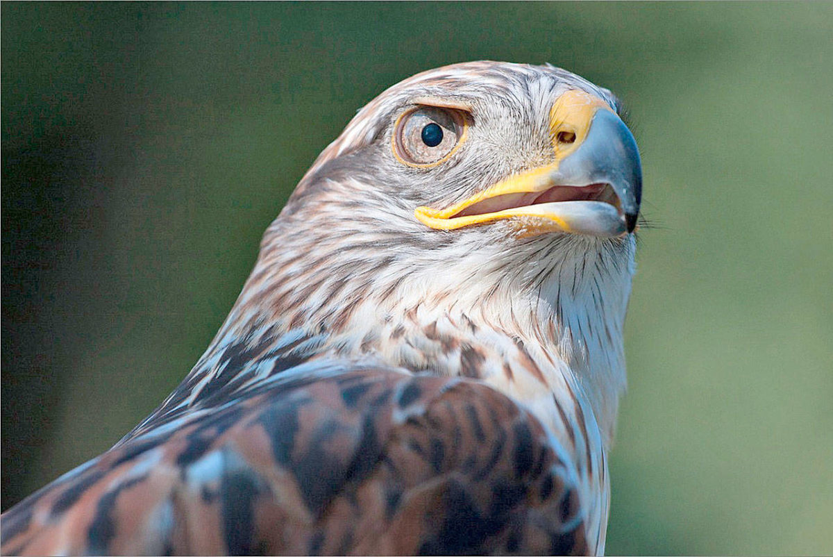 See the largest hawk in North America at Wings of Fall program | Kent ...