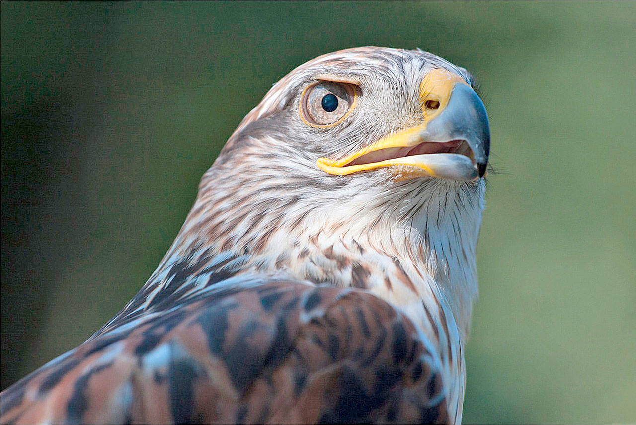 See the largest hawk in North America at Wings of Fall program | Kent ...