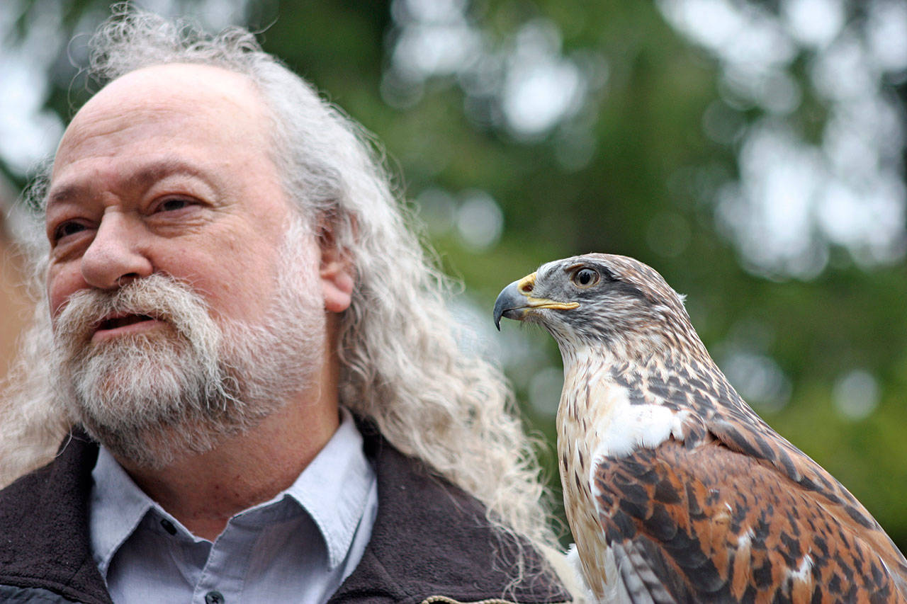 Talon tale: largest hawk in North America featured at Wings of Fall ...