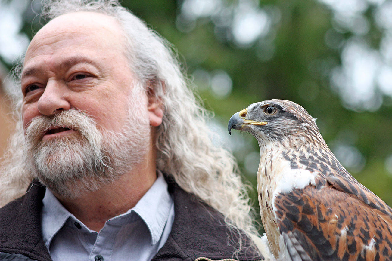 Talon tale: largest hawk in North America featured at Wings of Fall ...