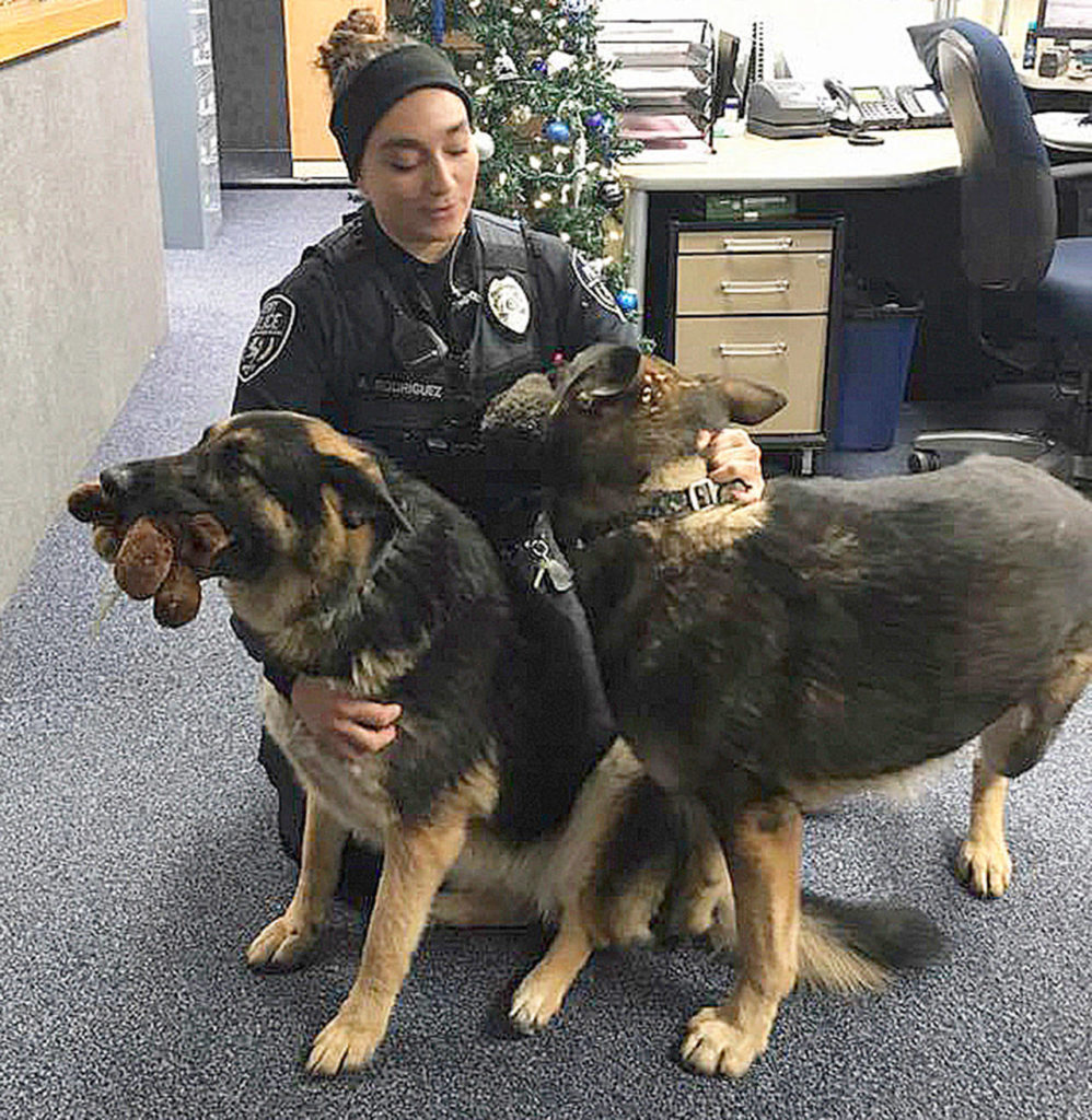 Two lost German shepherds reunited with owners | Kent Reporter