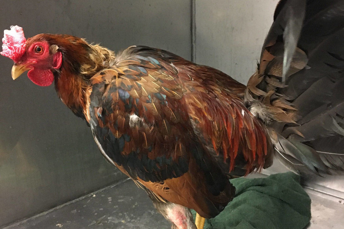 Kent City Council drops proposal to ban roosters | Kent Reporter