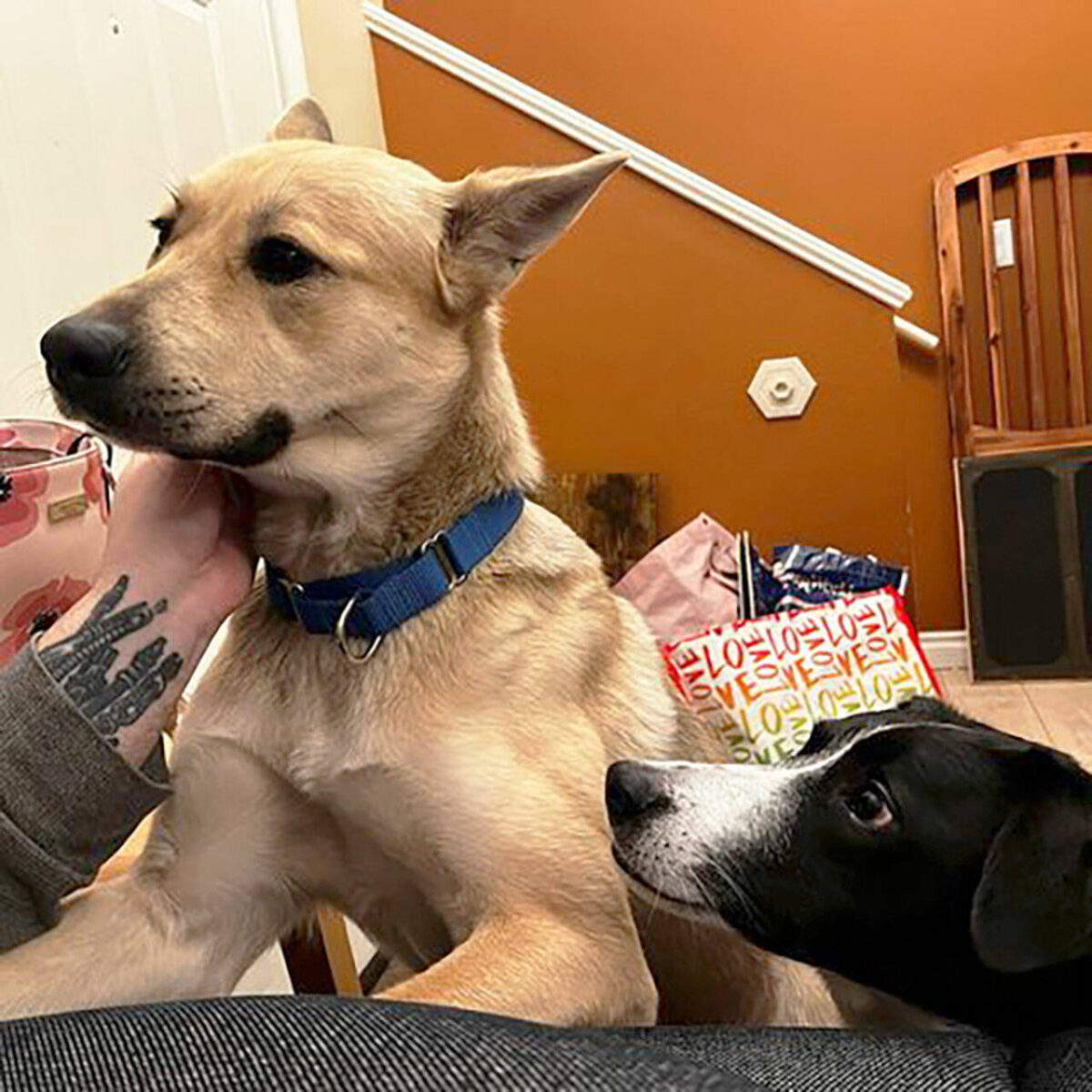 Paw Fest at Kent Station to feature adoptions, parade, costume contest ...