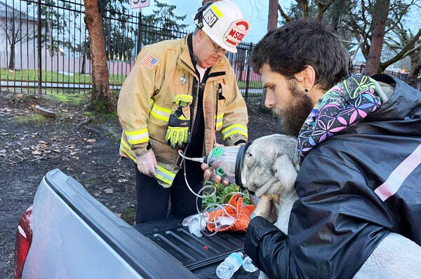 Man injured, one dog saved, one dog dies in Kent apartment fire | Kent ...
