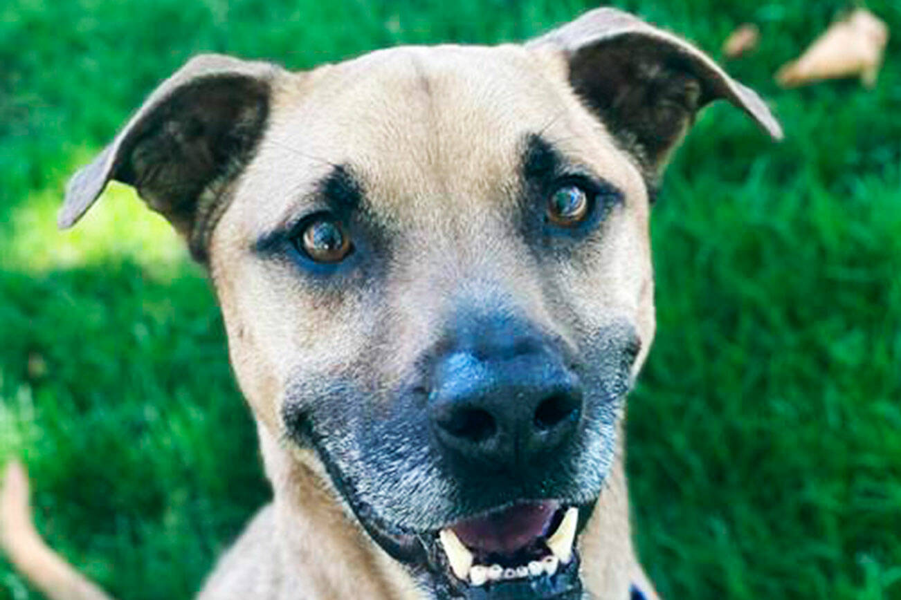 King County animal services reduces fee to $30 to encourage pet ...