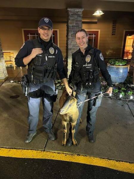 Auburn Police detain goat that tried to enter building | Kent Reporter