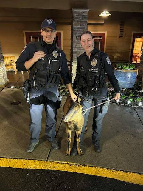 Auburn Police detain goat that tried to enter building | Kent Reporter