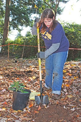 Kent neighbors spruce up East Hill greenbelt | Kent Reporter