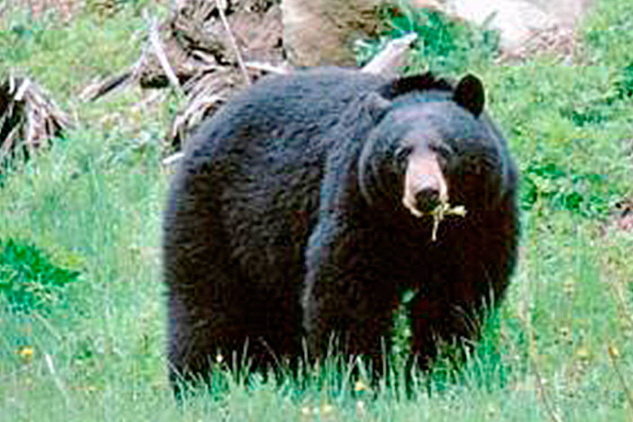 Bear spotted on Kent’s East Hill | Update | Kent Reporter