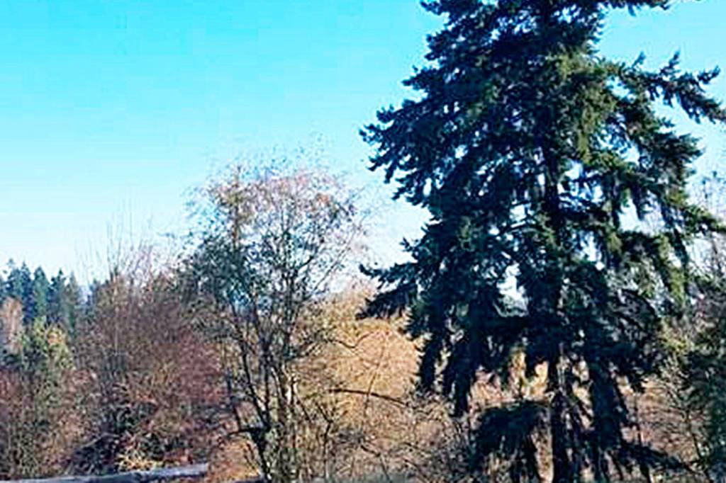 City of Kent looks to do better job to protect trees in parks, open ...