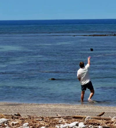Covington man charged with harassing Hawaiian monk seal | Kent Reporter
